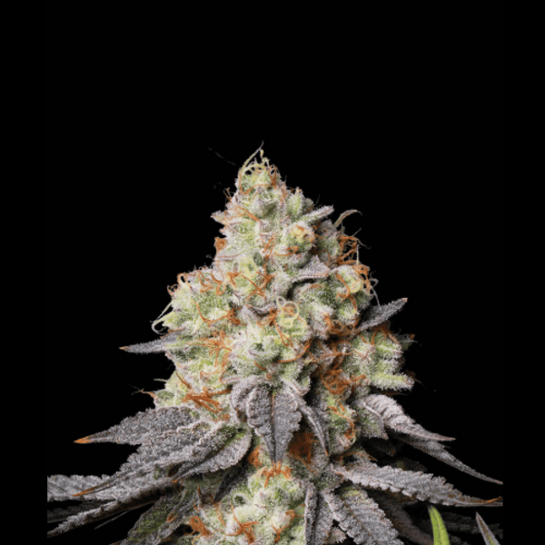 Panty Punch Auto Strain » Samen, Bewertungen & Anbau