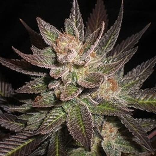 Purple Haze Strain » Samen, Bewertungen & Anbau