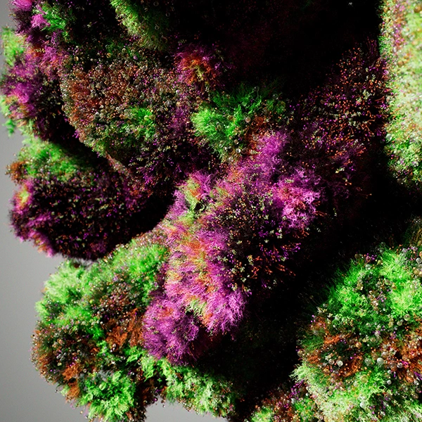 Barongo 30/1 KM » Live Bestand