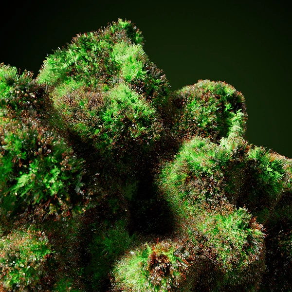 Panama Red Strain » Samen, Bewertungen & Anbau